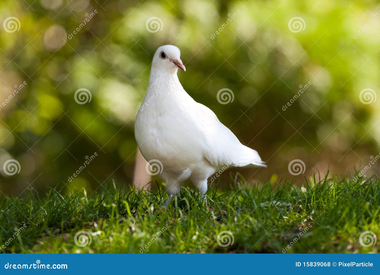 Witte duif stock foto. Image of lucht, gras, groen, voorstel - 15839068