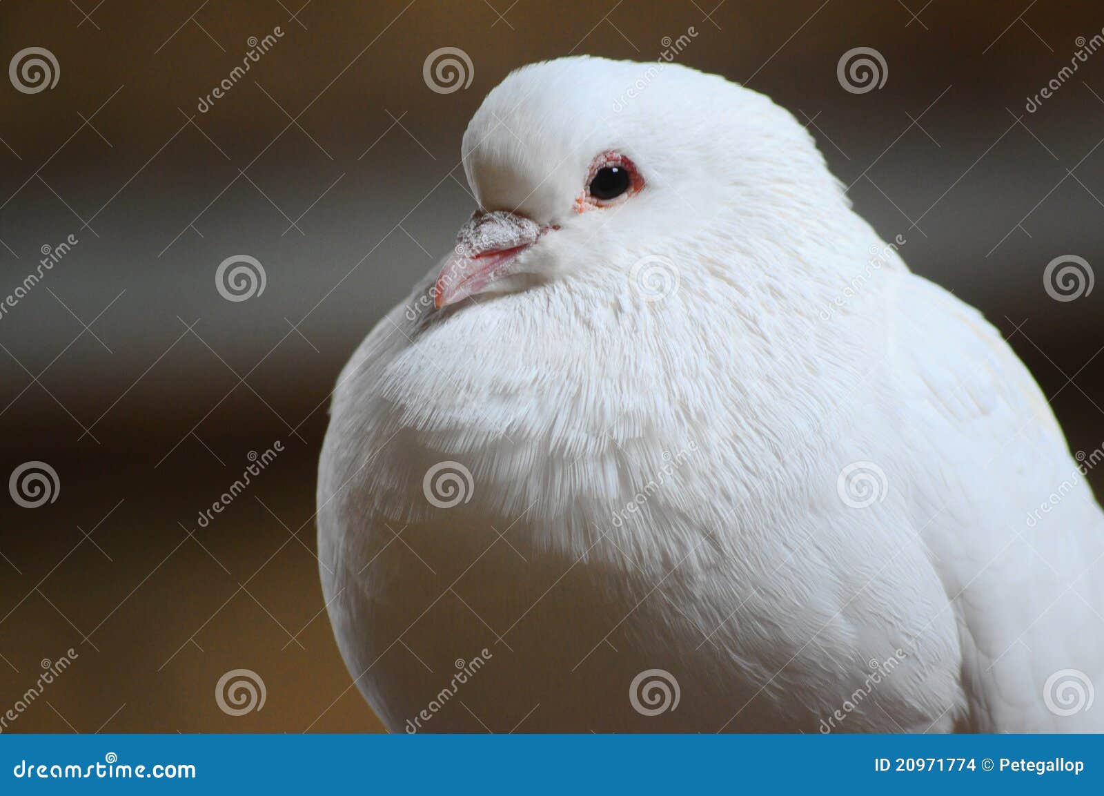 Witte Duif stock foto. Image of huisdier, duif, vrede - 20971774