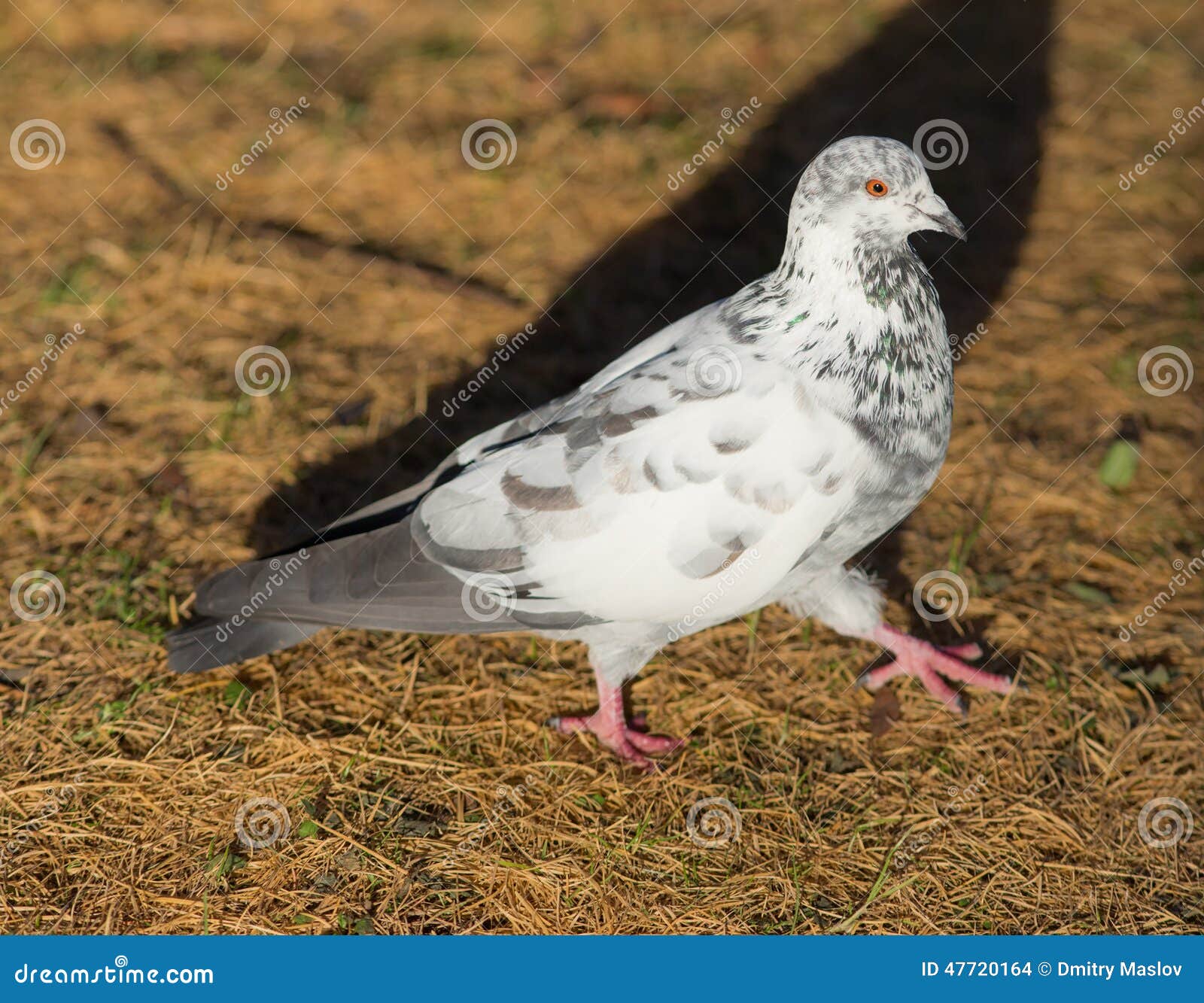 Witte duif stock foto. Image of veer, macro, geel, naalden - 47720164