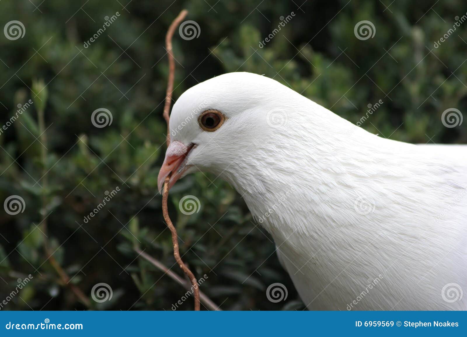 Witte duif stock afbeelding. Image of hoop, vogel, zuiver - 6959569