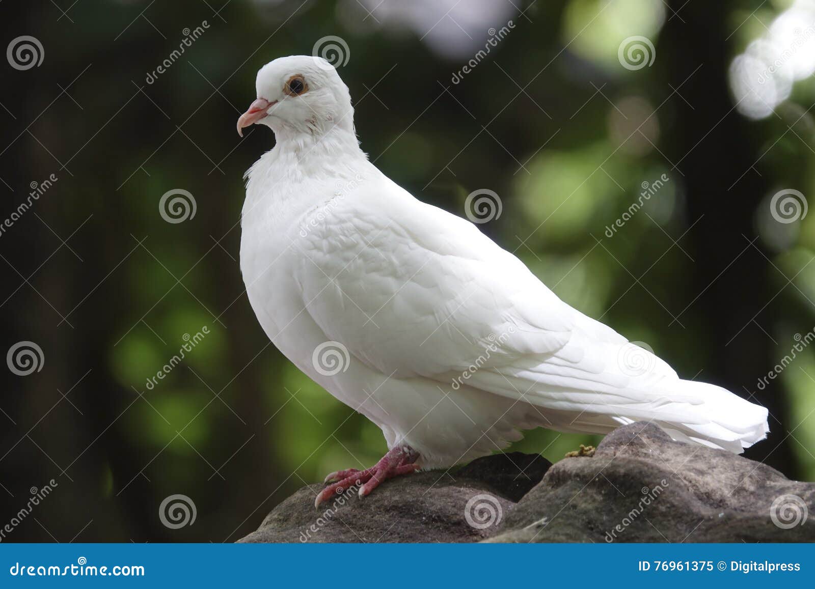 Witte Duif stock afbeelding. Image of vogel, vrede, horizontaal - 76961375