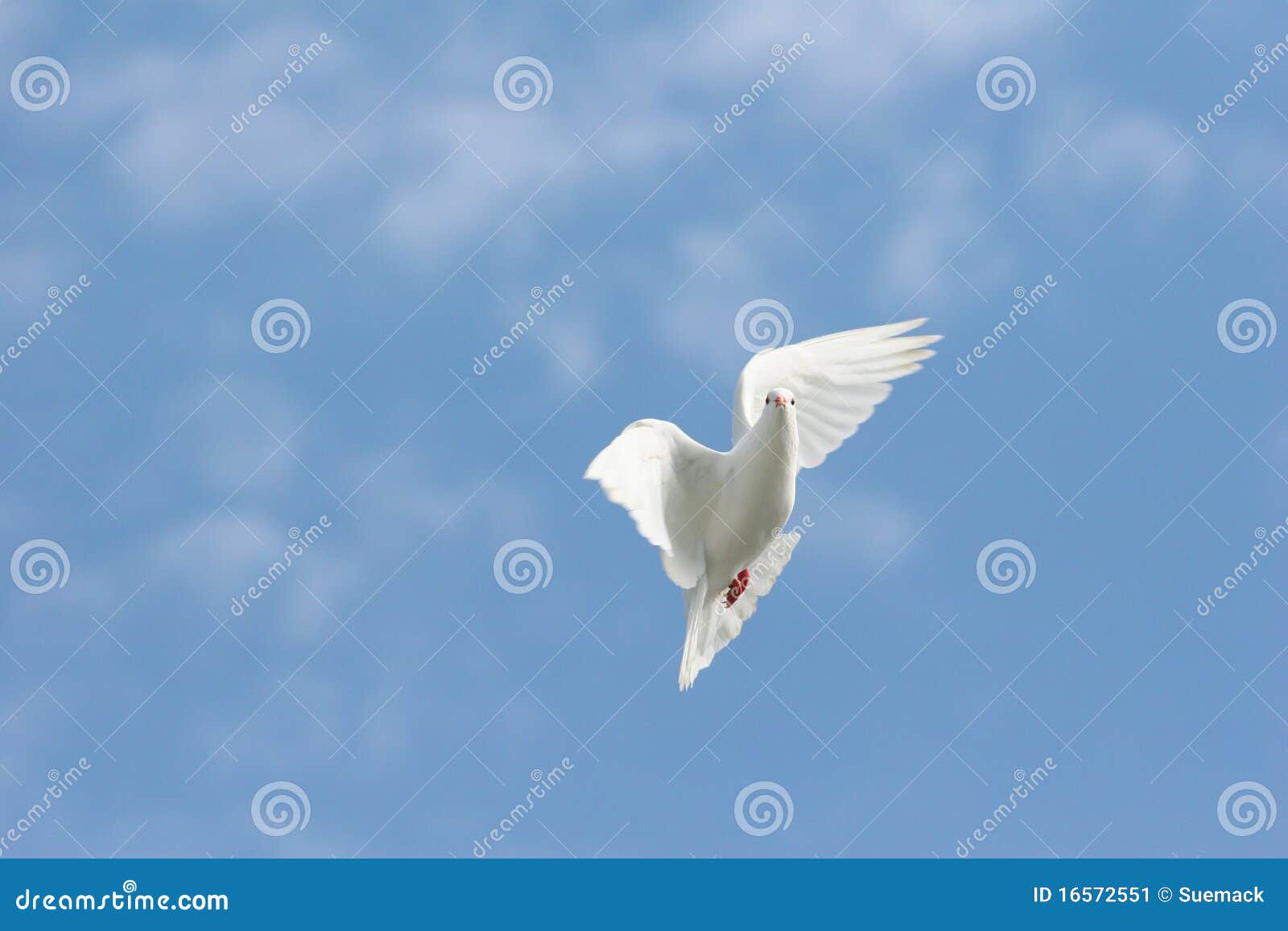 Witte Duif Die Binnen Vliegt Stock Afbeelding - Image of vleugels, nave ...