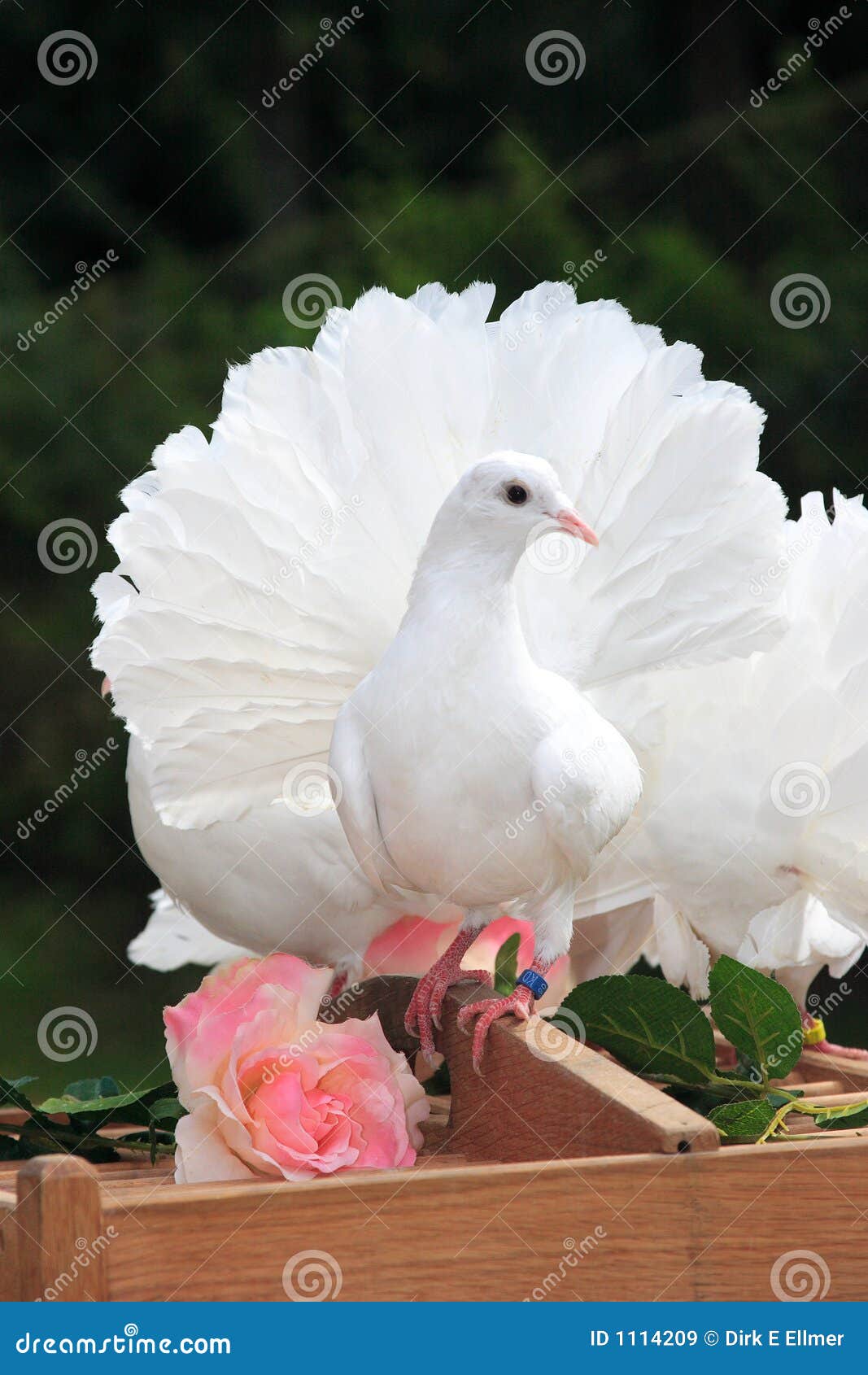 Witte duif - huwelijk stock afbeelding. Image of ritueel - 1114209