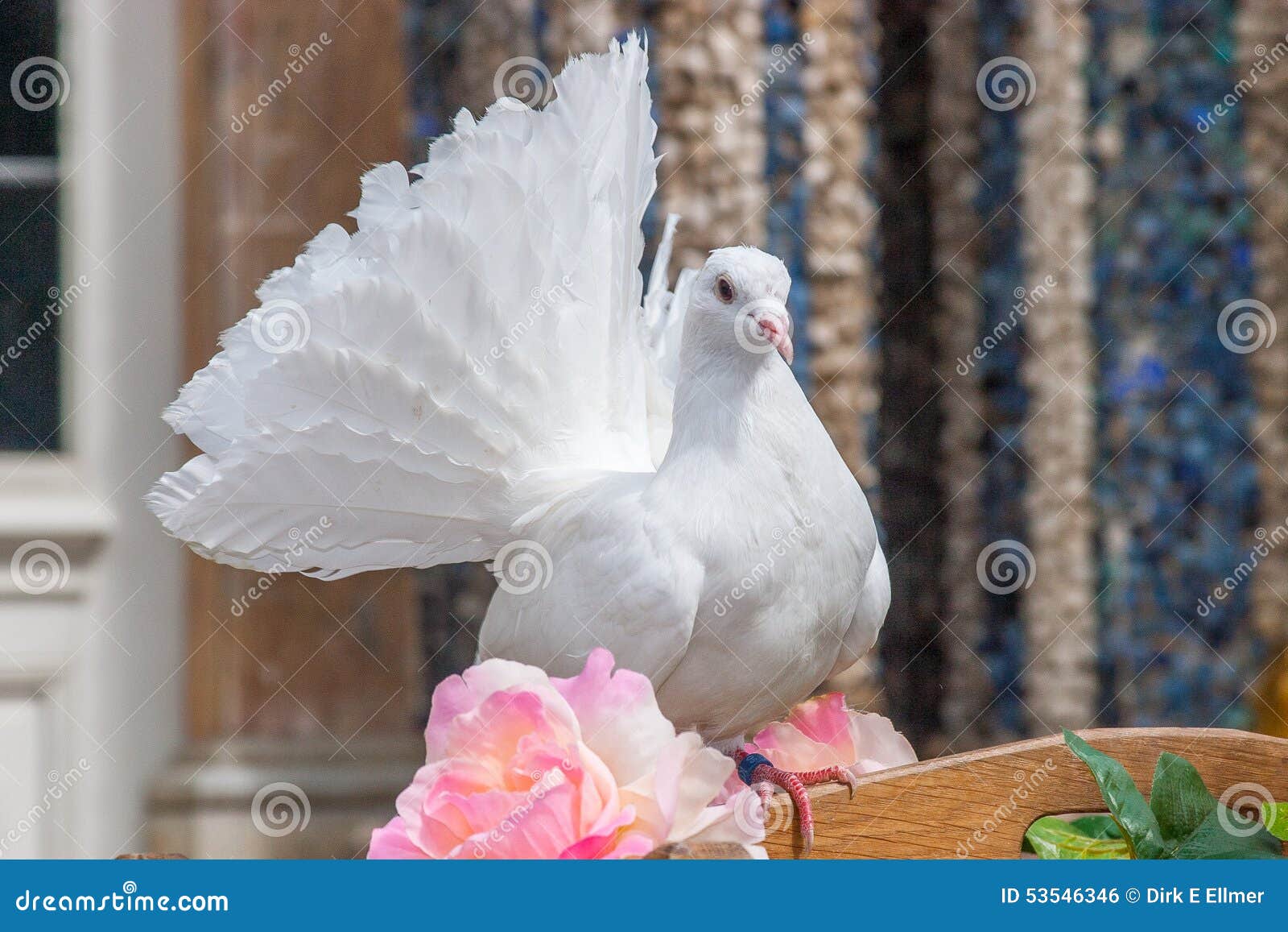 Witte duif - huwelijk stock foto. Image of roos, bruids - 53546346