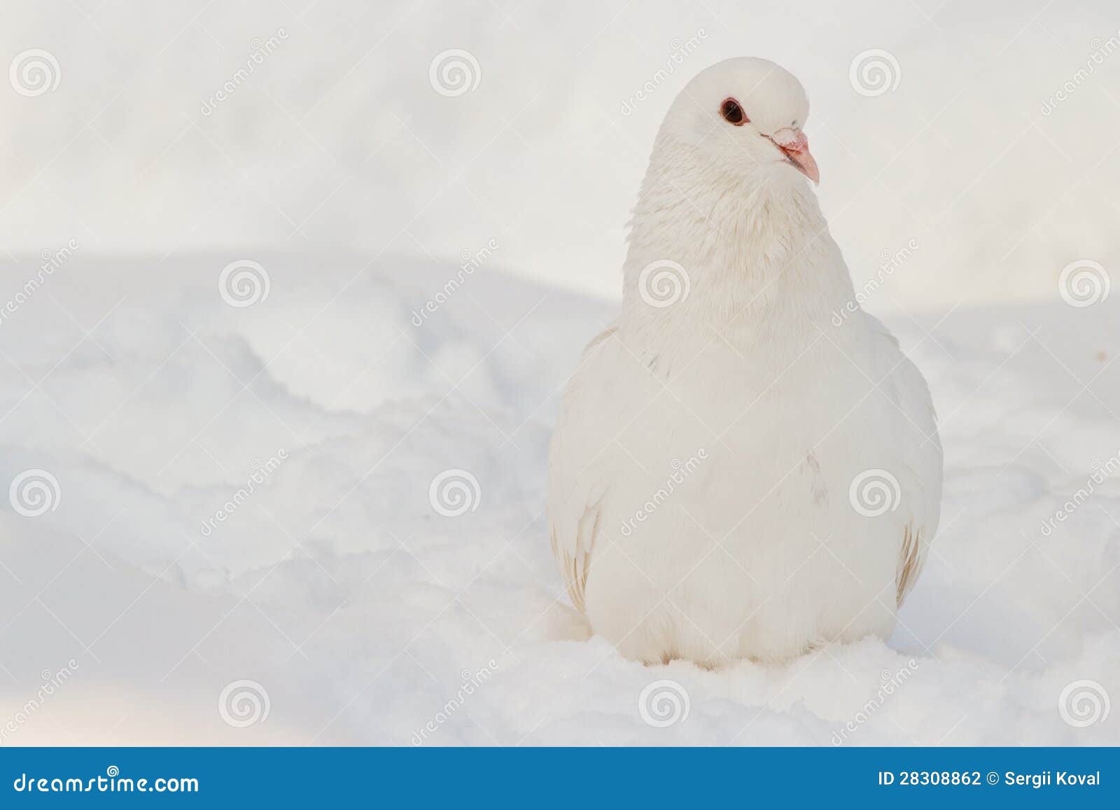 Witte Duif Op De Witte Sneeuw Stock Foto - Image of zitting, vrede ...