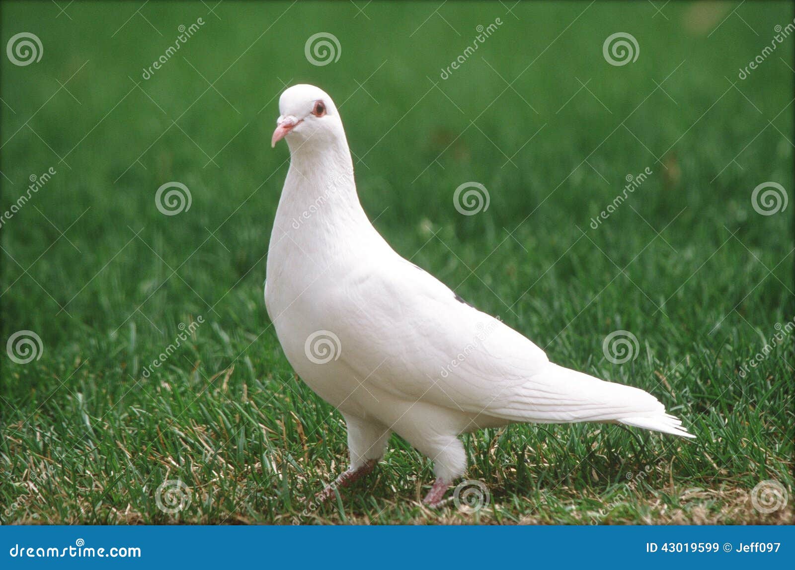 Witte duif op groen gras stock afbeelding. Image of groen - 43019599