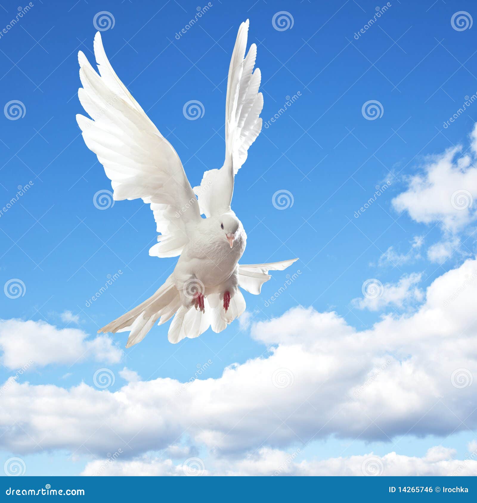 Witte Duif Tijdens De Vlucht Stock Foto - Image of vogel, één: 14265746