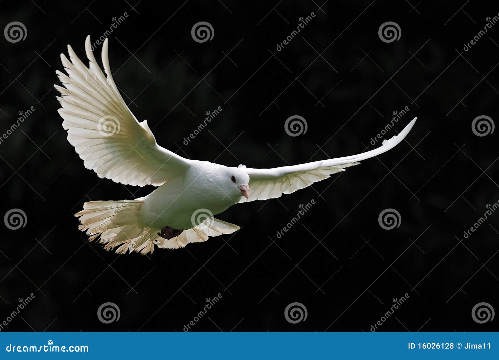 Witte Duif Tijdens De Vlucht Stock Foto - Image of spiritueel, vogel ...