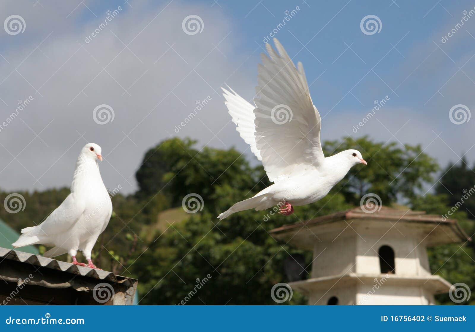 Witte Duif Tijdens De Vlucht Stock Foto - Image of partner, elegant ...