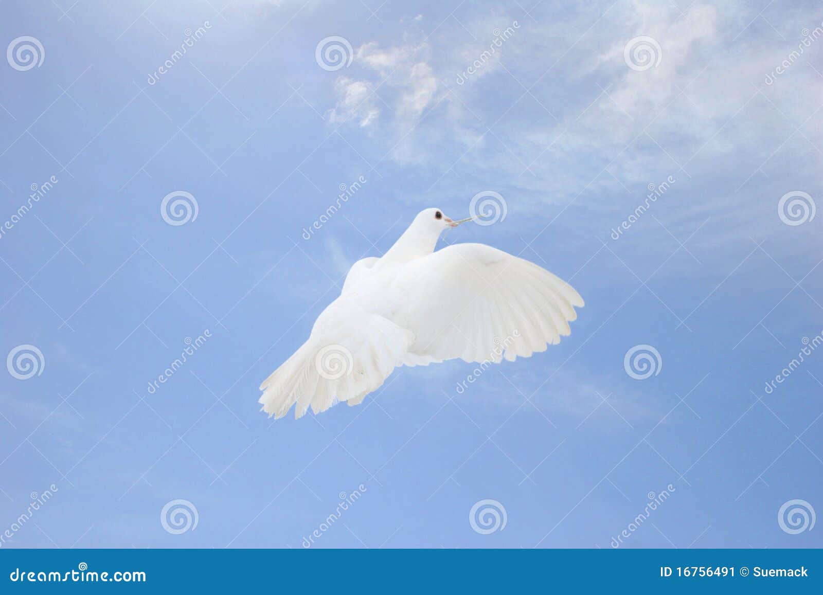 Witte Duif Tijdens De Vlucht Stock Afbeelding - Image of bevallig, stro ...