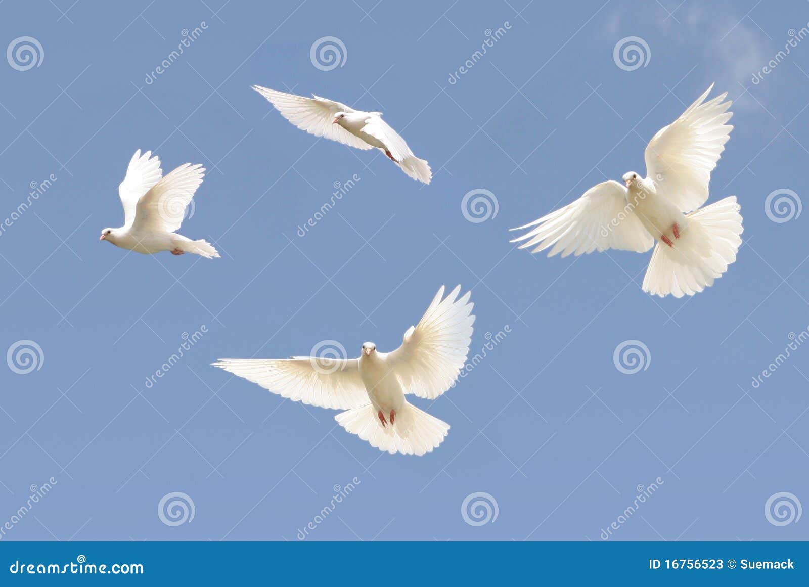 Witte Duif Tijdens De Vlucht Stock Afbeelding - Image of vleugels ...