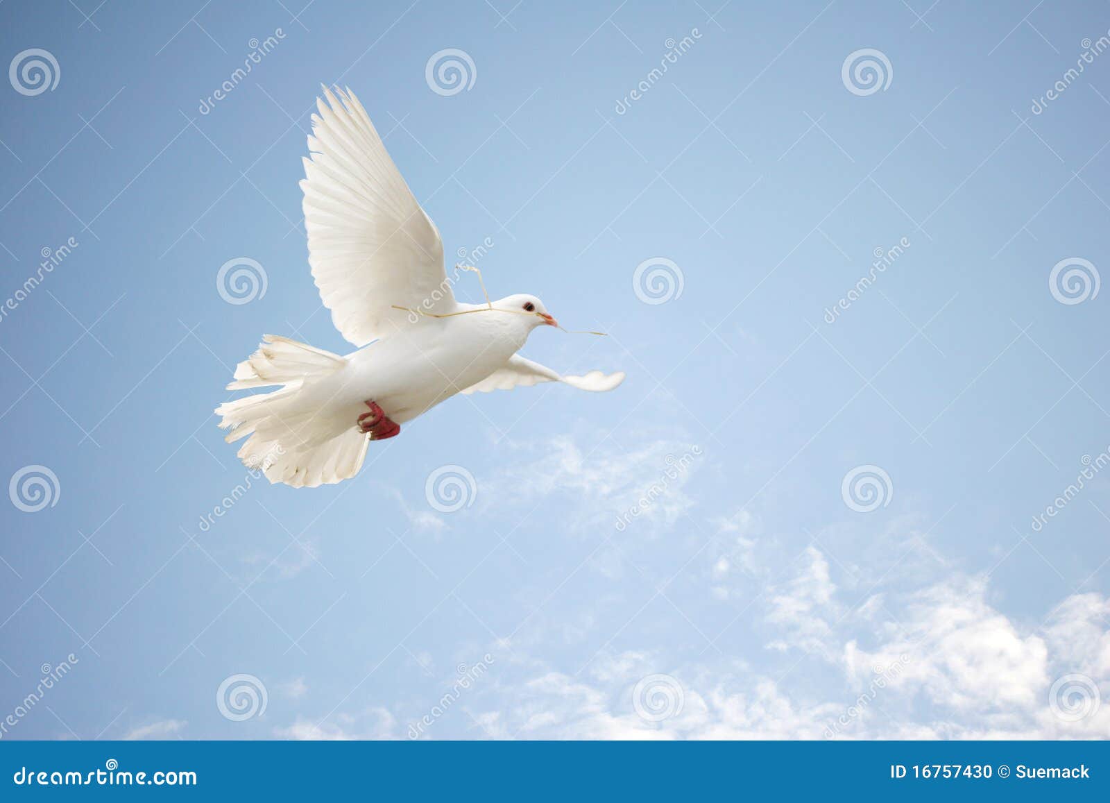 Witte Duif Tijdens De Vlucht Stock Foto - Image of hemel, vogel: 16757430