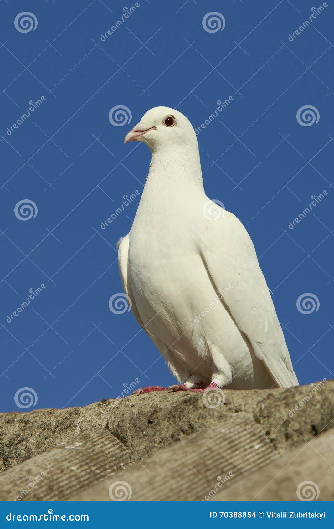 Witte duif van vrede stock foto. Image of duif, kleur - 70388854