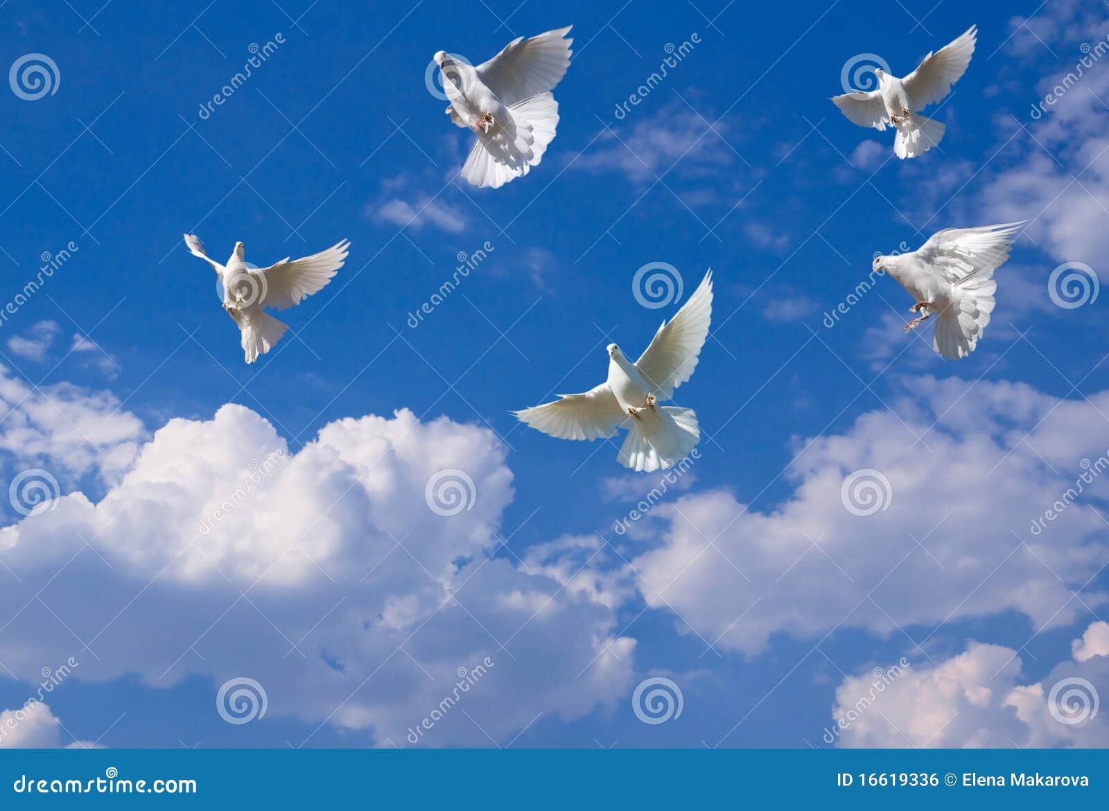 Witte duiven stock foto. Image of majestueus, tafereel - 16619336