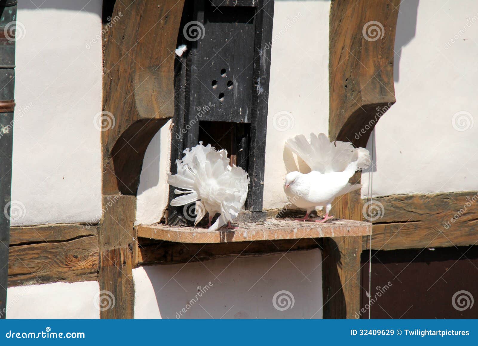 Witte duiven stock afbeelding. Image of duif, duiventil - 32409629