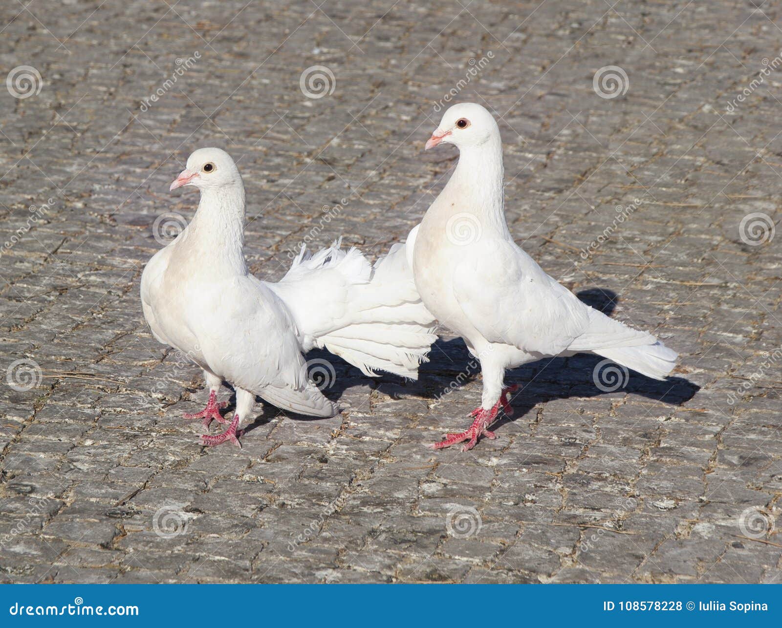 Witte Duiven Drie Duiven Op Een Grijze Straatsteen Stock Foto - Image ...