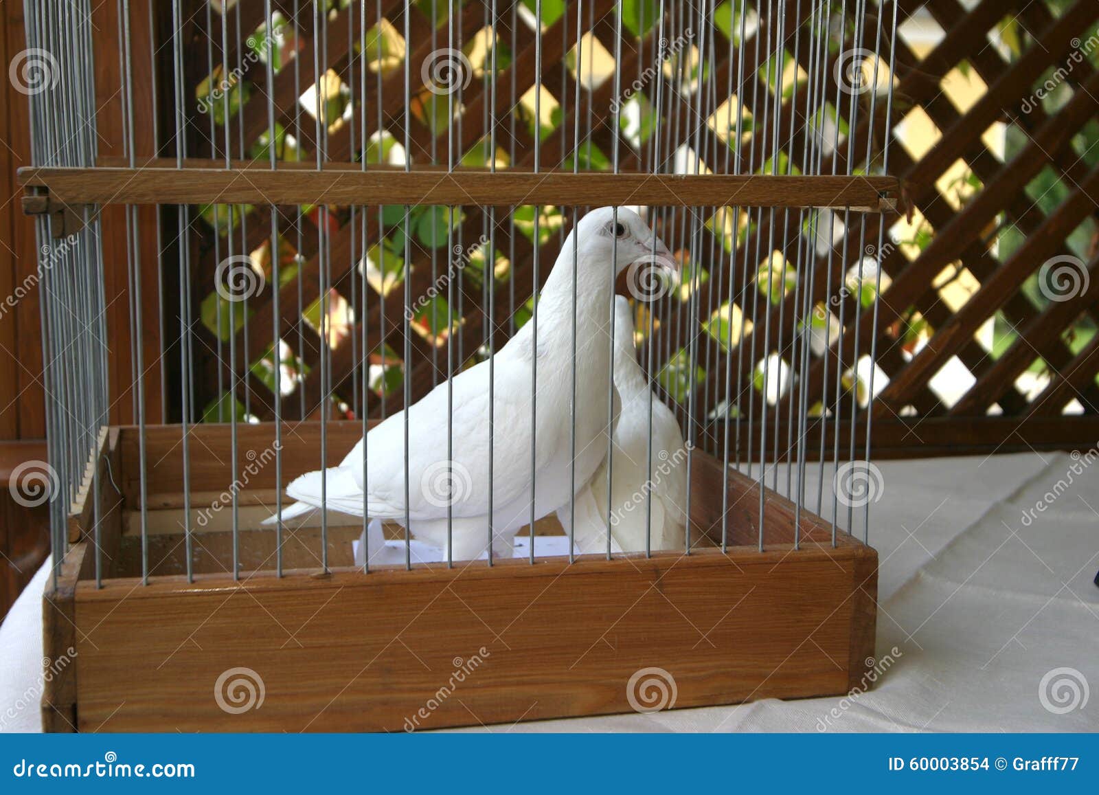 Witte duiven in een kooi stock foto. Image of vier, dier - 60003854