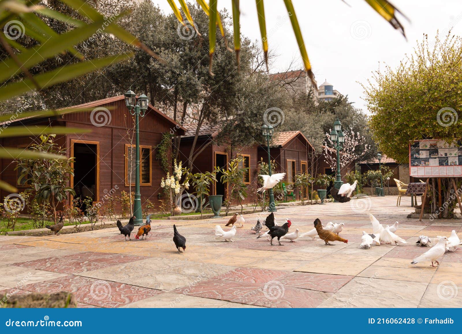 Witte duiven en kippen redactionele stock foto. Image of veer - 216062428
