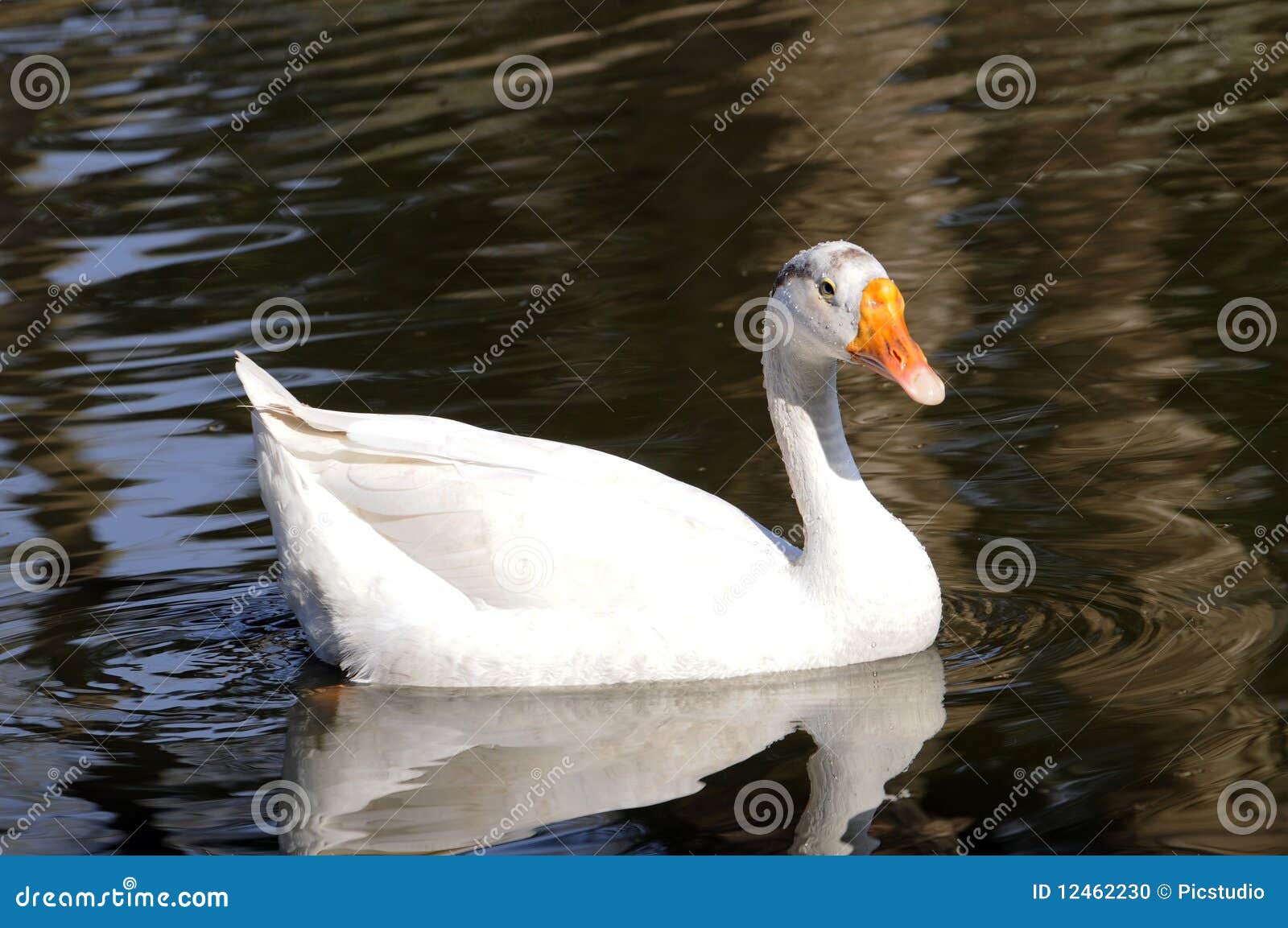 Witte eend stock foto. Image of nave, vogel, fauna, kijk - 12462230