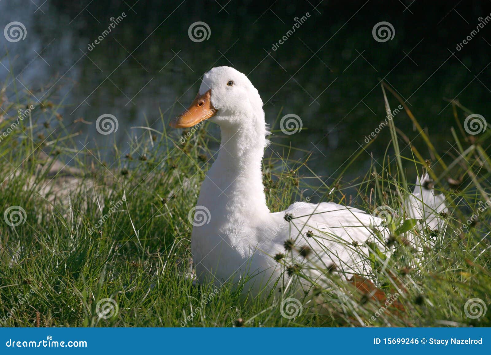 Witte eend stock foto. Image of buiten, sinaasappel, veer - 15699246