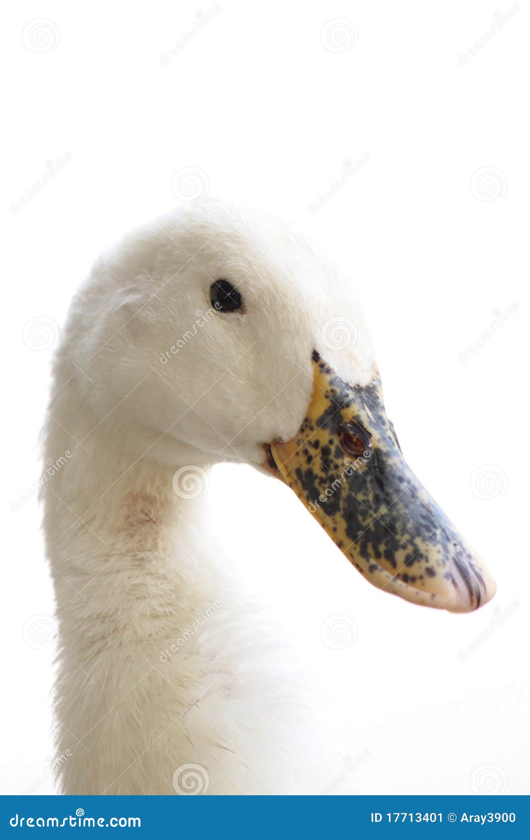 Witte eend stock afbeelding. Image of klein, eend, dier - 17713401