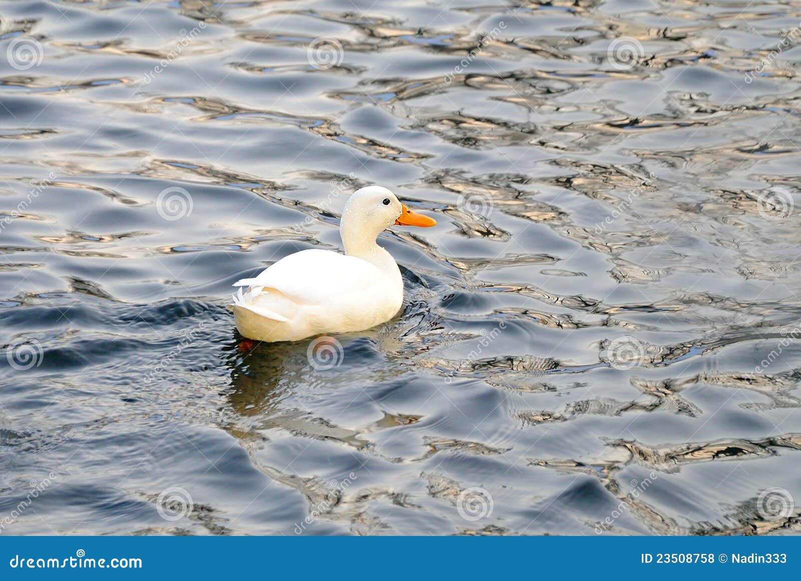 Witte eend stock foto. Image of dier, reis, landbouwbedrijf - 23508758