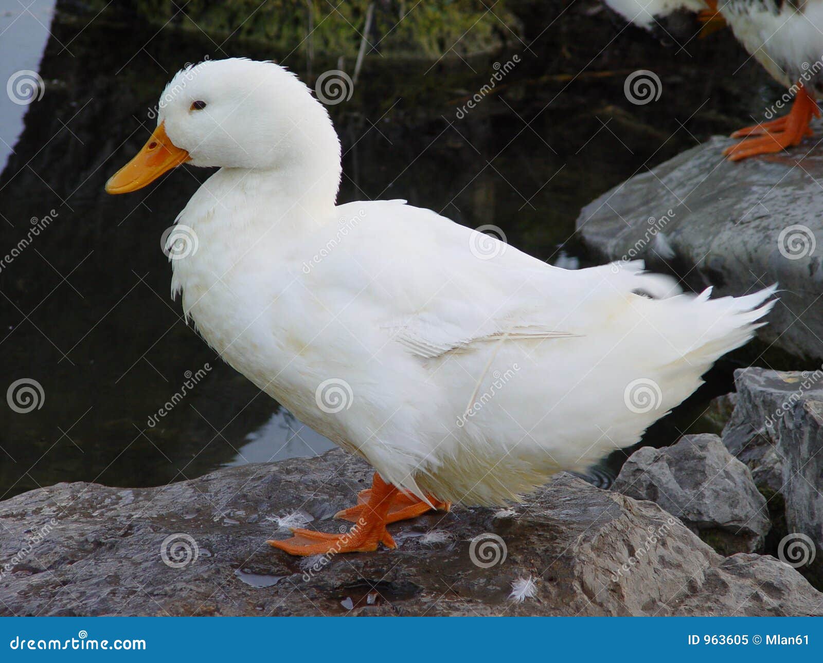 Witte eend stock afbeelding. Image of bezinning, profiel - 963605