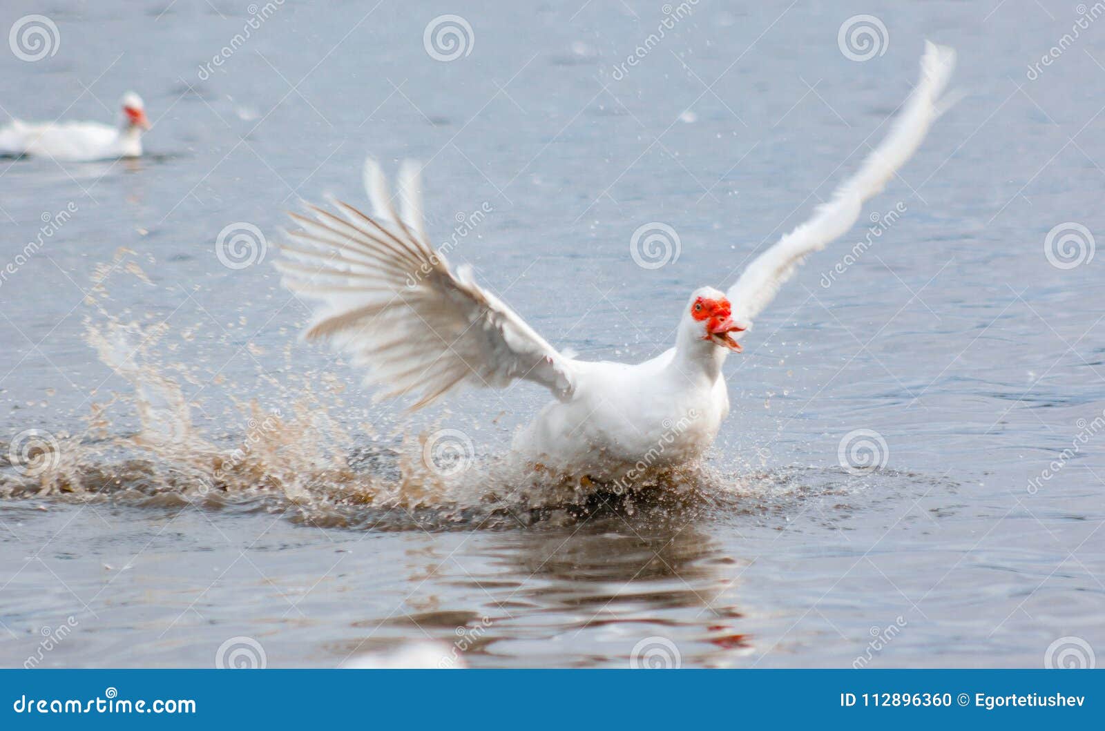 Witte Eend Die Omhoog Vliegen Stock Foto - Image of vogel, landbouw ...