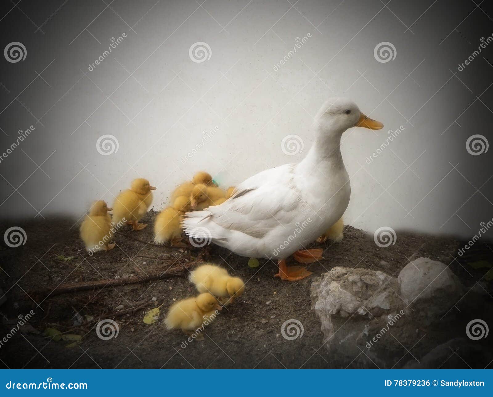 Witte eend met eendjes stock foto. Image of afrikaans - 78379236