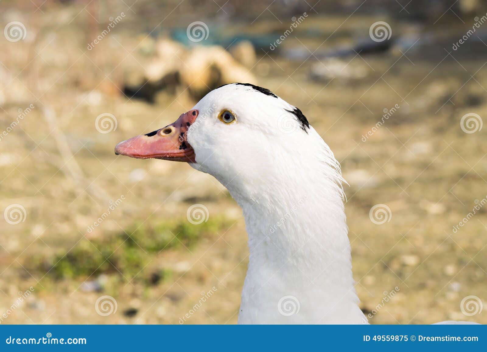 Witte Eend Met Zwarte Vlekken Stock Afbeelding - Image of eend, zwart ...
