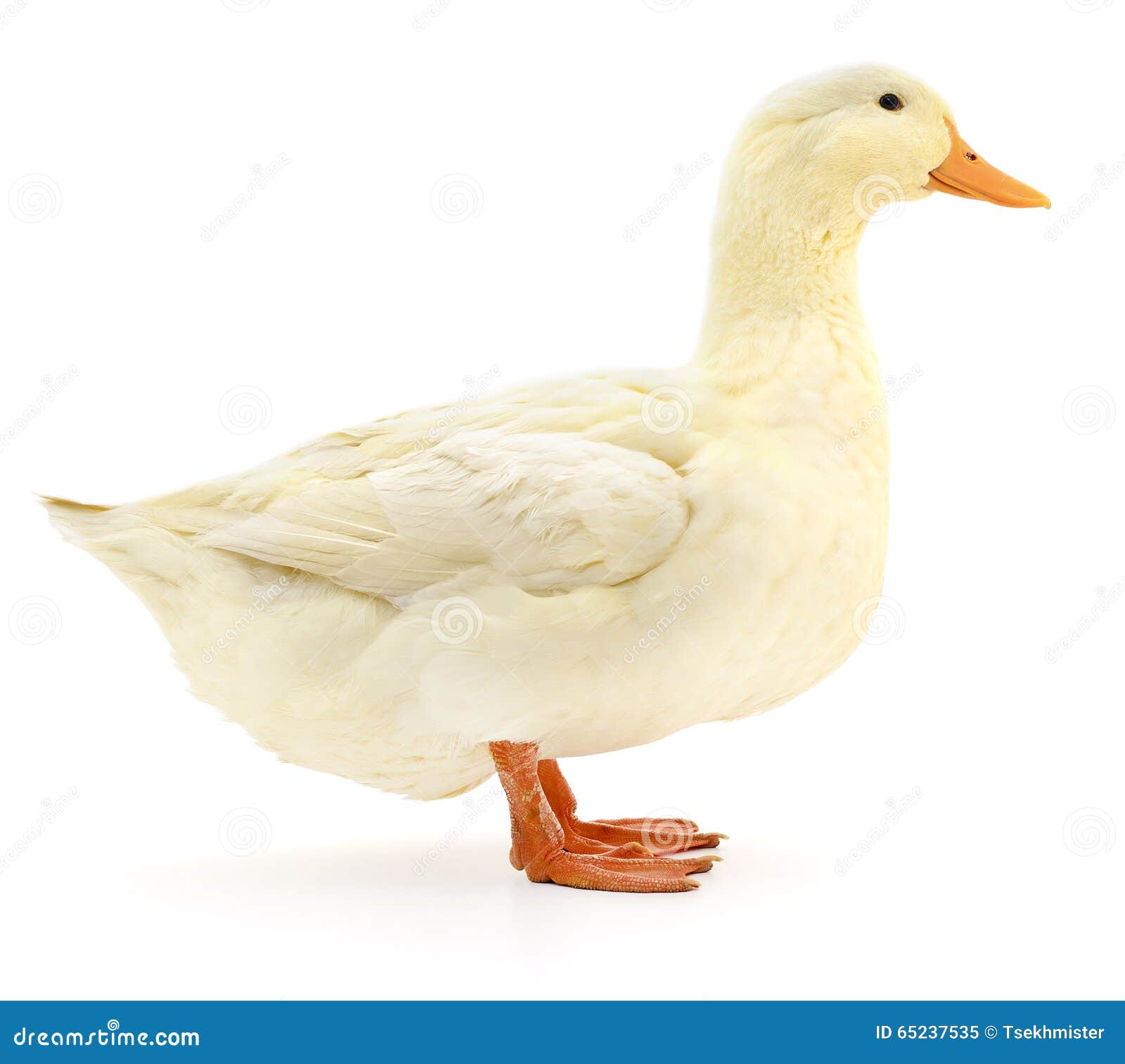 Witte eend op wit stock afbeelding. Image of één, kleur - 65237535