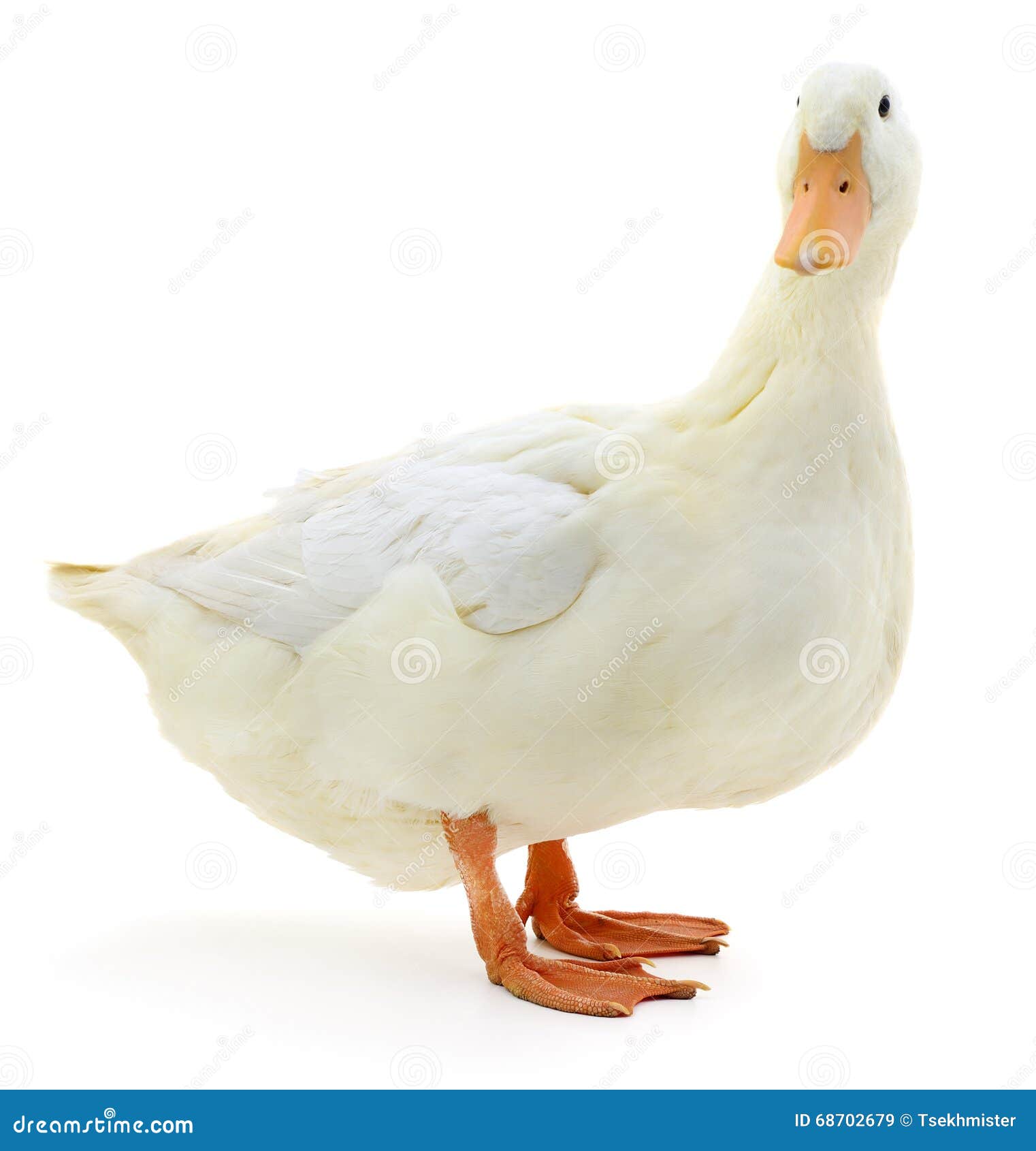 Witte eend op wit stock afbeelding. Image of landbouw - 68702679