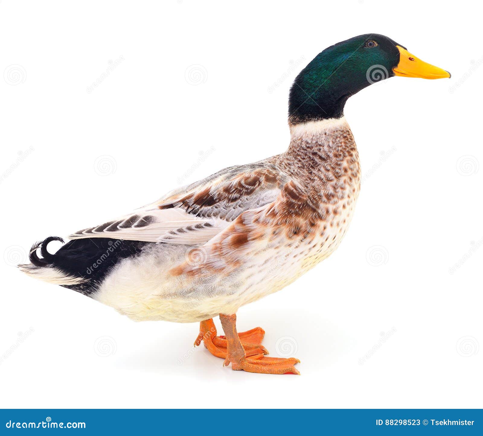 Witte eend op wit stock afbeelding. Image of gevogelte - 88298523