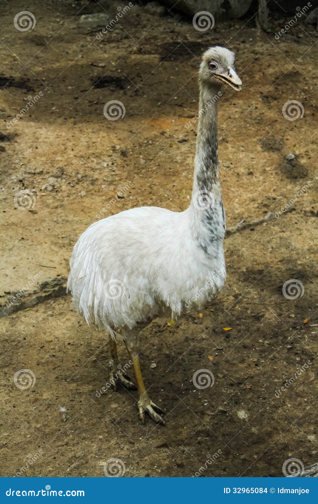 Witte emoe stock foto. Image of veren, veer, emoe, buiten - 32965084