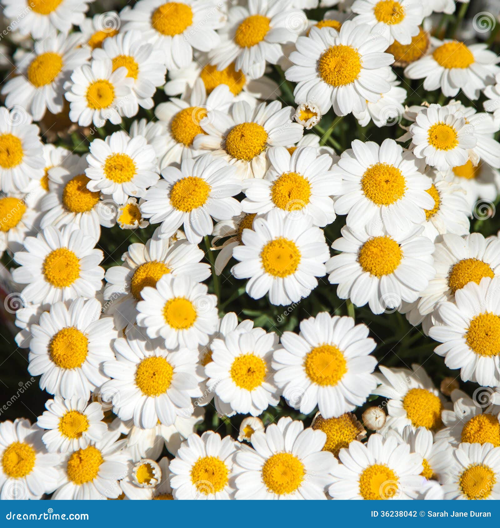 Witte en Gele Madeliefjes stock foto. Image of madeliefjes - 36238042