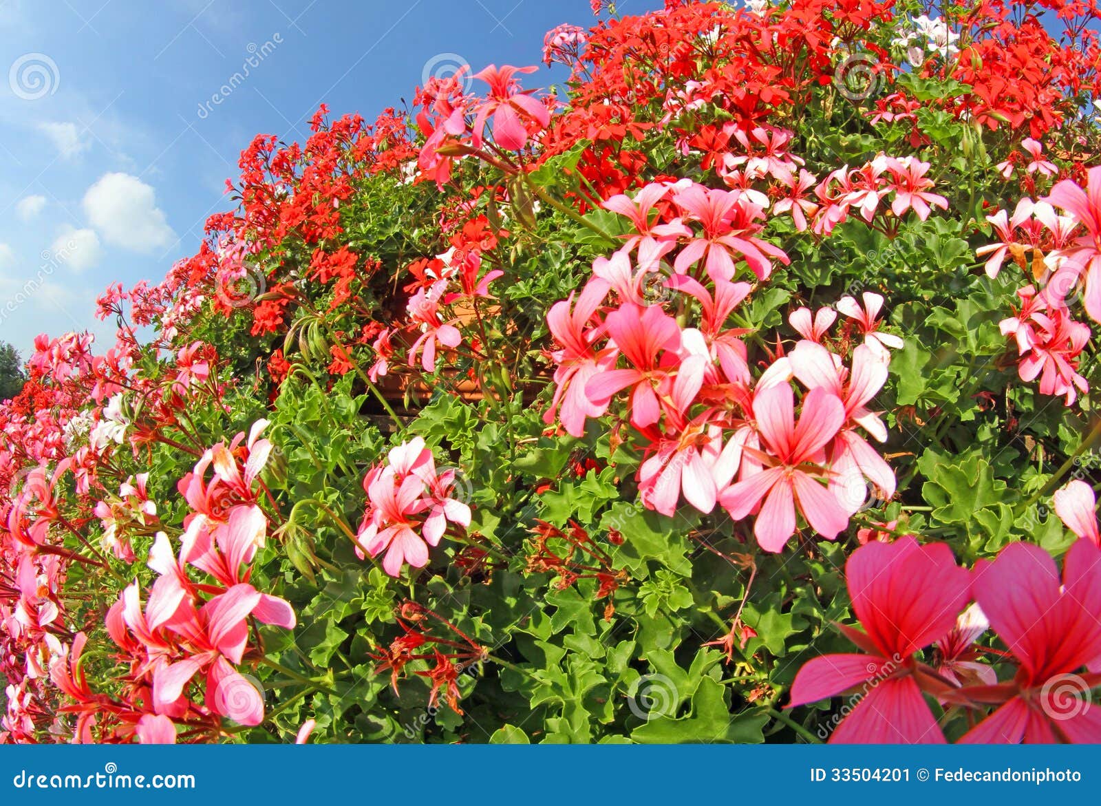 Witte En Rode Geraniums in Volledige Bloei Stock Afbeelding - Image of ...