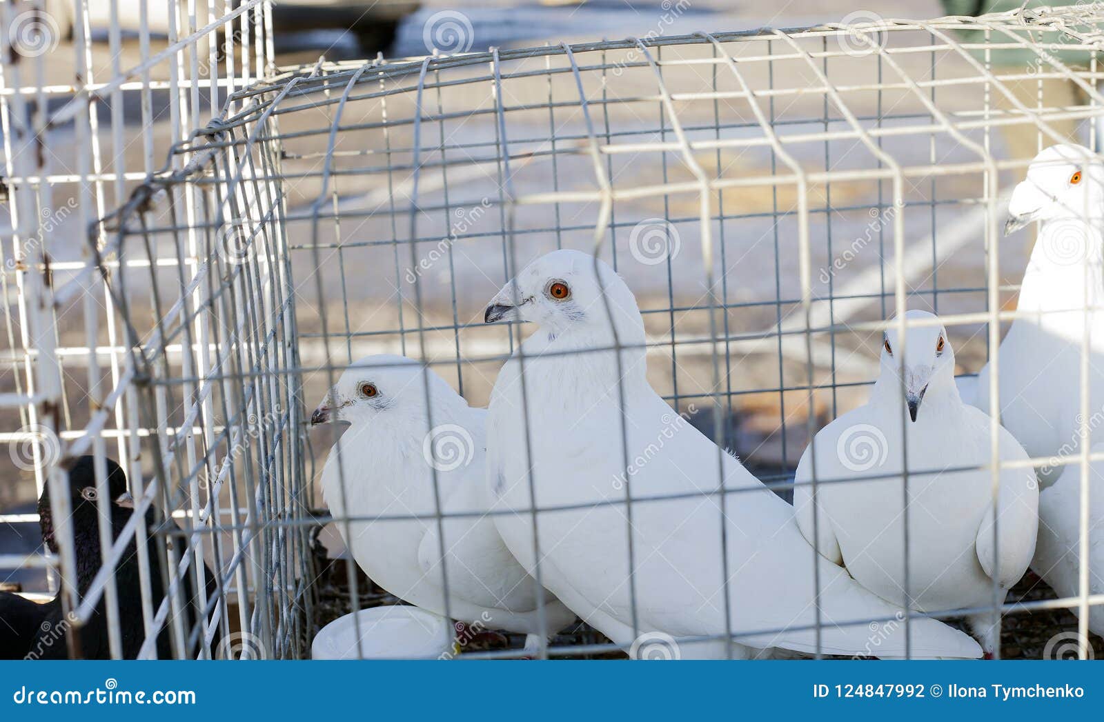 Witte Engelse Postduif in Kooi Stock Foto - Image of familie, ijzer ...