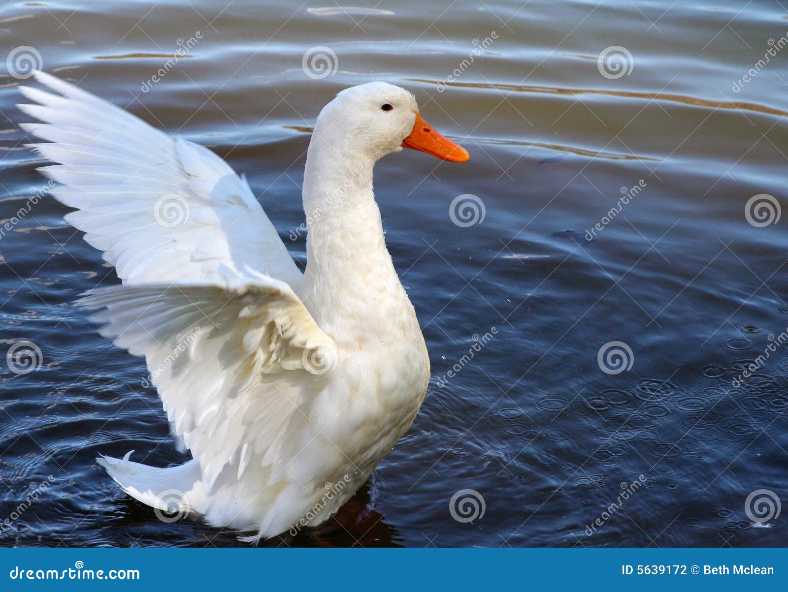 Witte gans stock foto. Image of buiten, uitgespreid, dier - 5639172