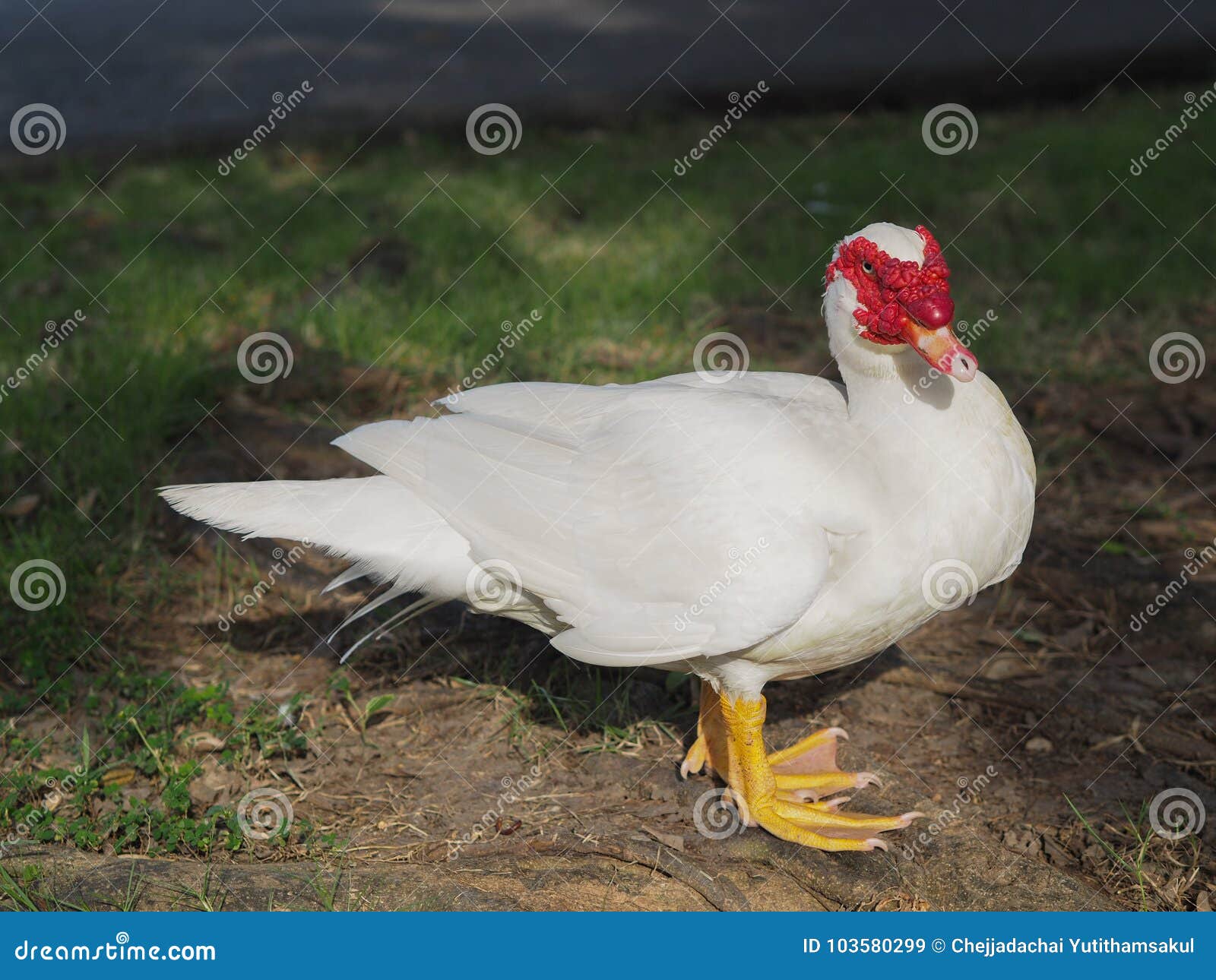 Witte Gans Die Een Rode Bek Heeft Stock Afbeelding - Image of veer ...