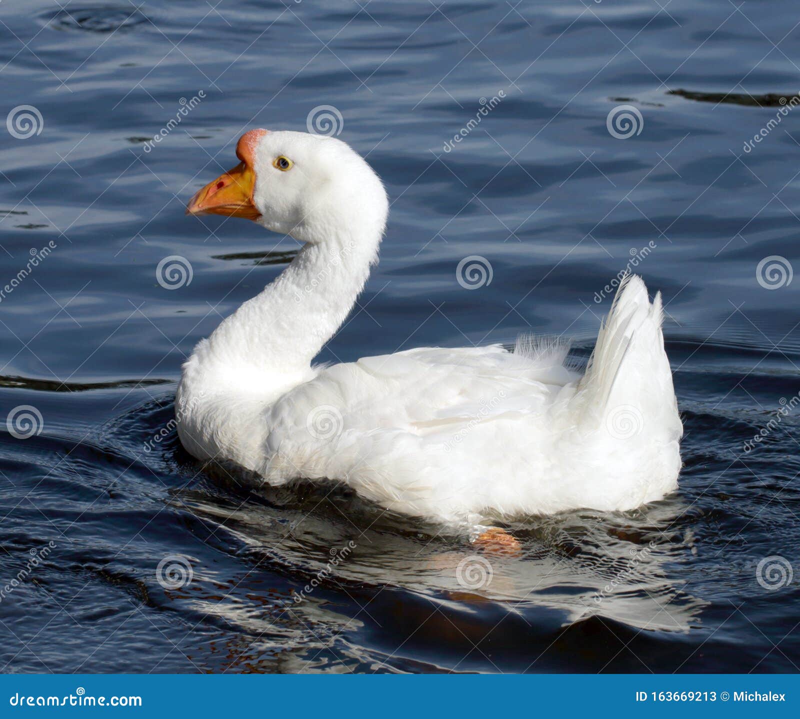 Witte gans stock afbeelding. Image of vleugel, veer - 163669213