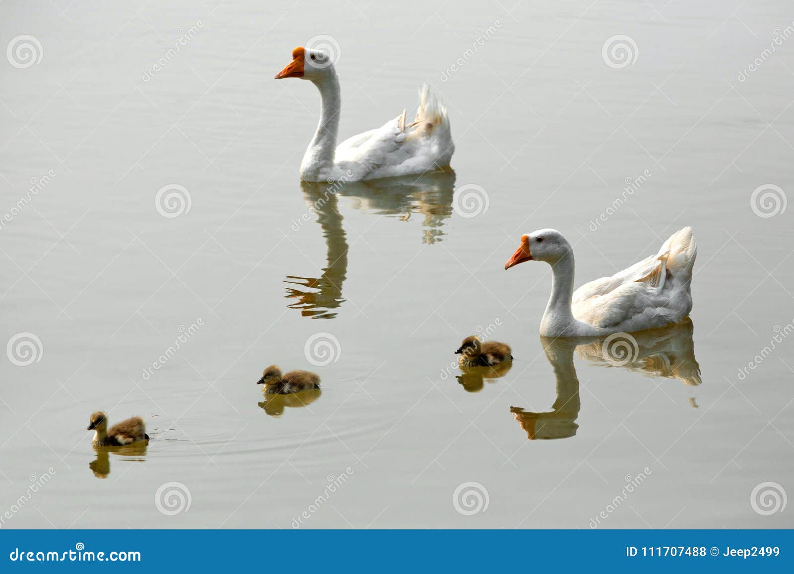 Witte Gans en baby stock foto. Image of dieren, vijver - 111707488