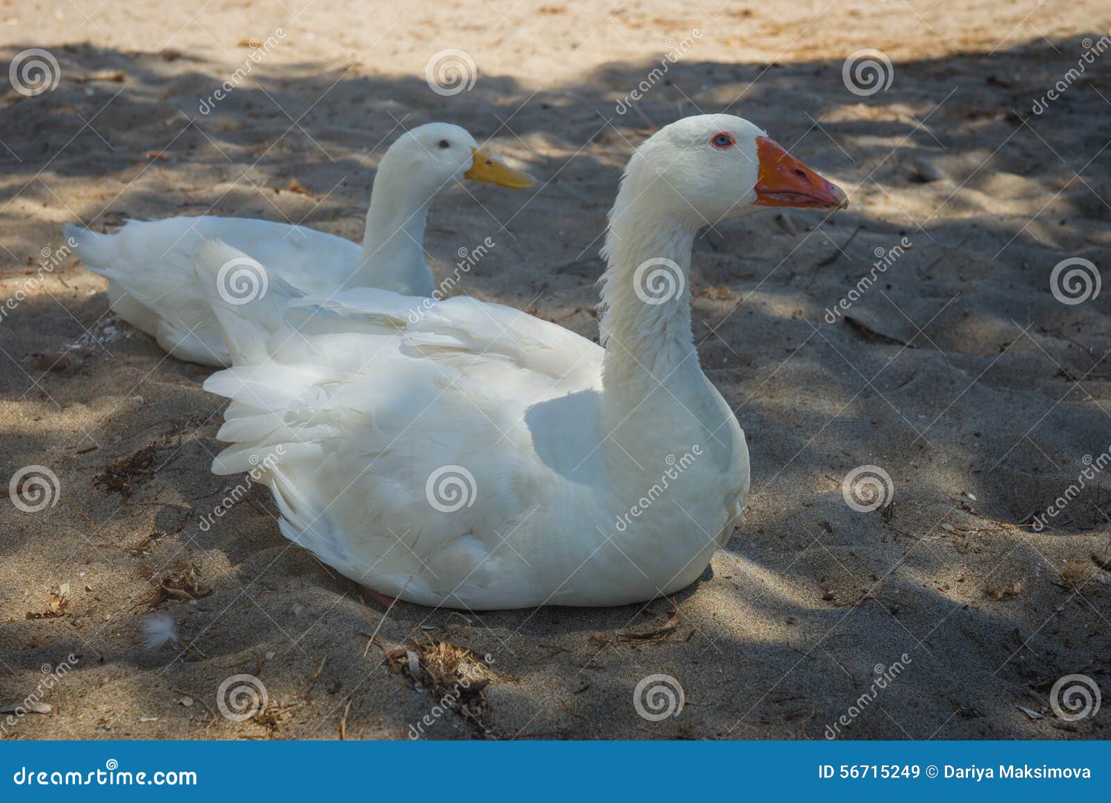 Witte Gans En Eend Op Een Zandig Strand Stock Afbeelding - Image of ...