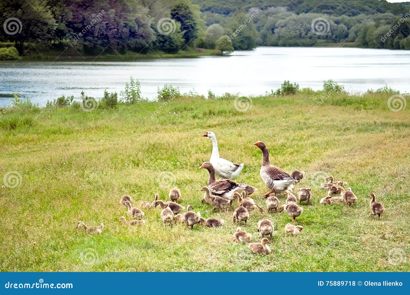 Witte Gans En Twee Wilde Eendeenden Met Koppeling Van Eendjes Stock ...
