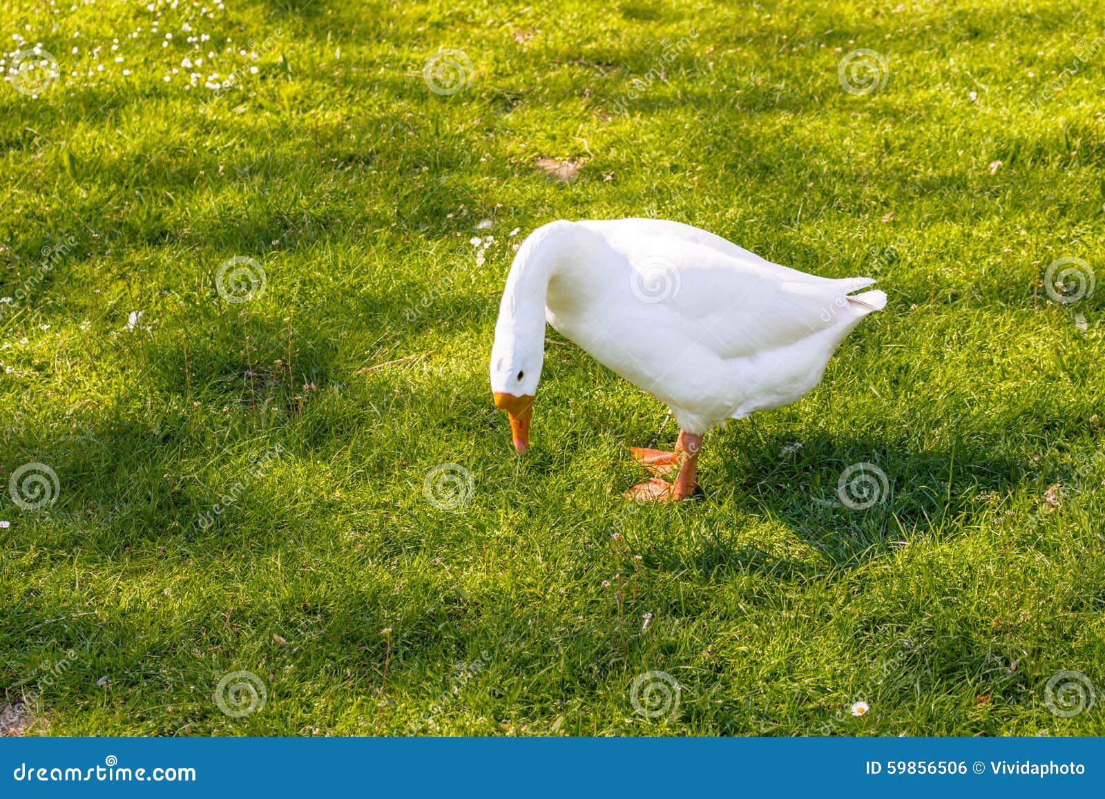Witte gans op groen gras stock foto. Image of dier, voeten - 59856506