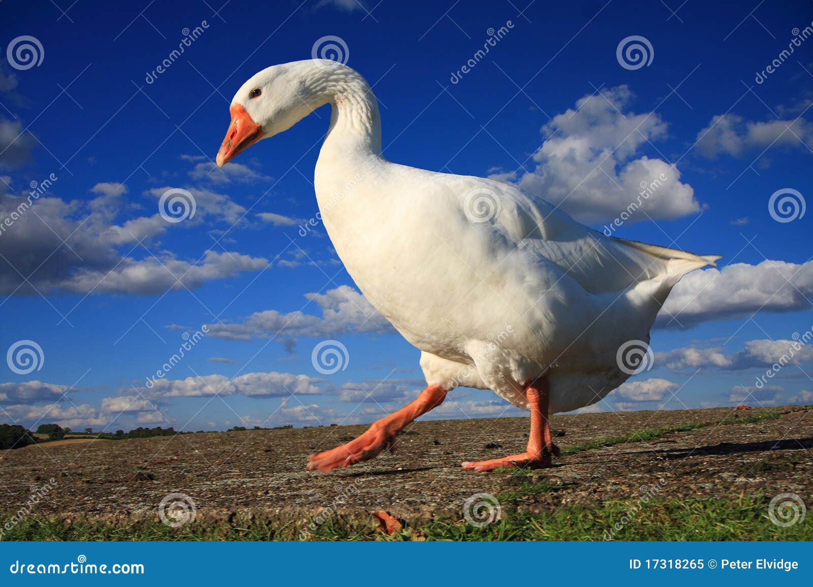 Witte Gans Tegen Een De Zomerhemel Stock Afbeelding - Image of zomer ...