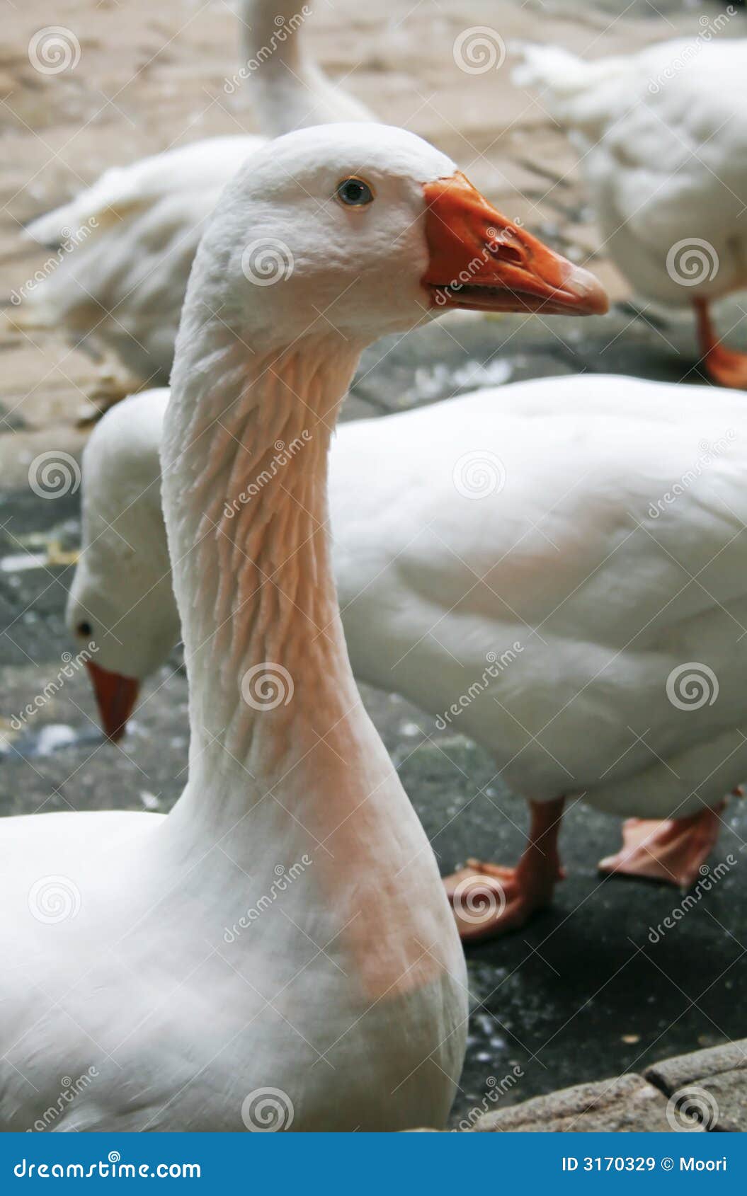 Witte ganzen stock afbeelding. Image of eenden, dier, kwakzalvers - 3170329