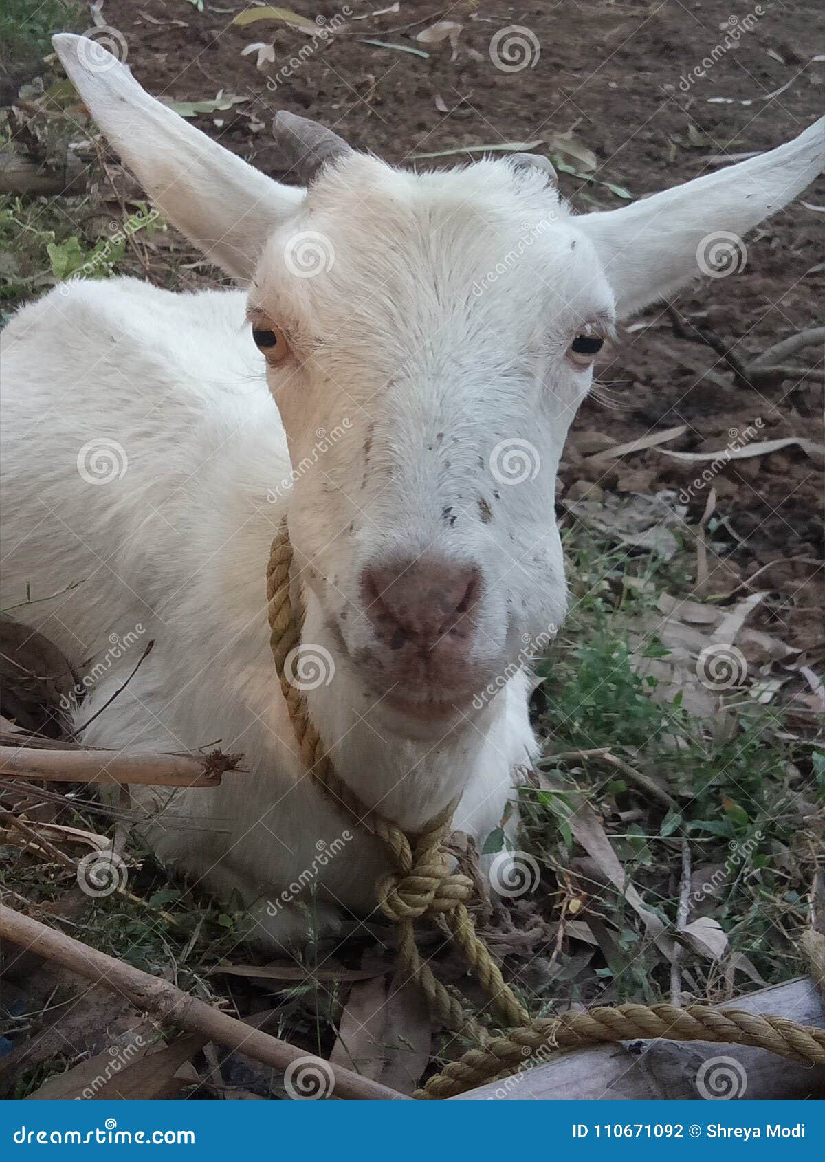 Witte geit stock foto. Image of kabel, geit, landbouwbedrijf - 110671092