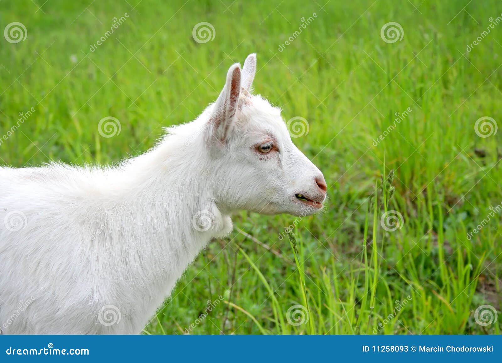 Witte geit. stock afbeelding. Image of dier, groei, vacht - 11258093