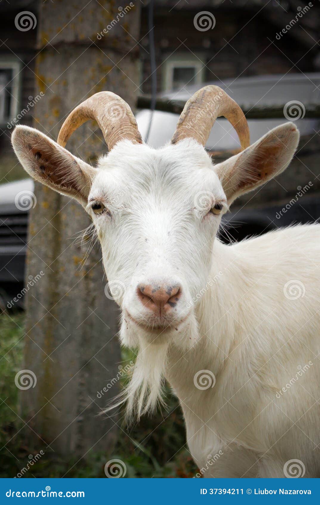 Witte geit stock afbeelding. Image of nave, landbouwbedrijf - 37394211