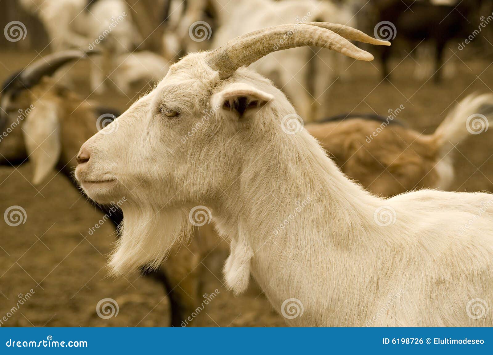 Witte Geit stock foto. Image of huisdier, hoofd, brug - 6198726